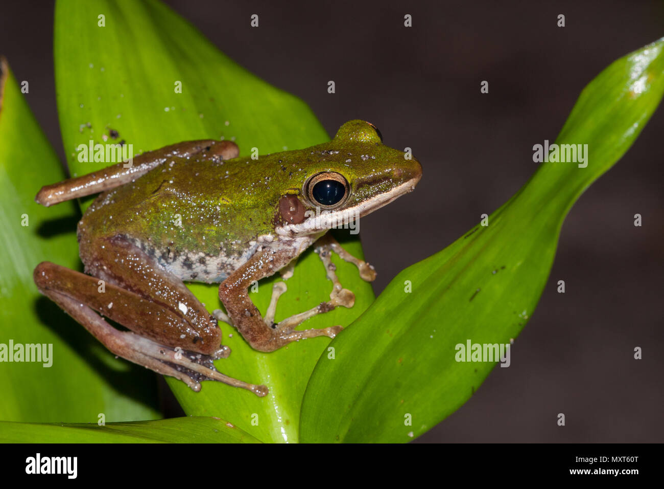 green frog from the coastal forest of Indonesia Stock Photo - Alamy