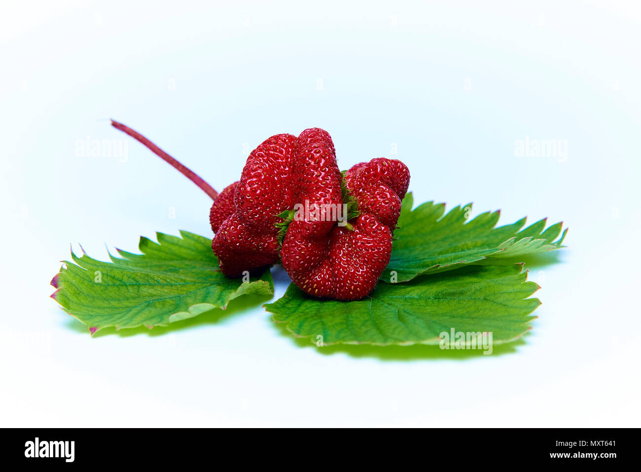Ripe juicy strawberry of strange unusual shape with green leaves on a ...