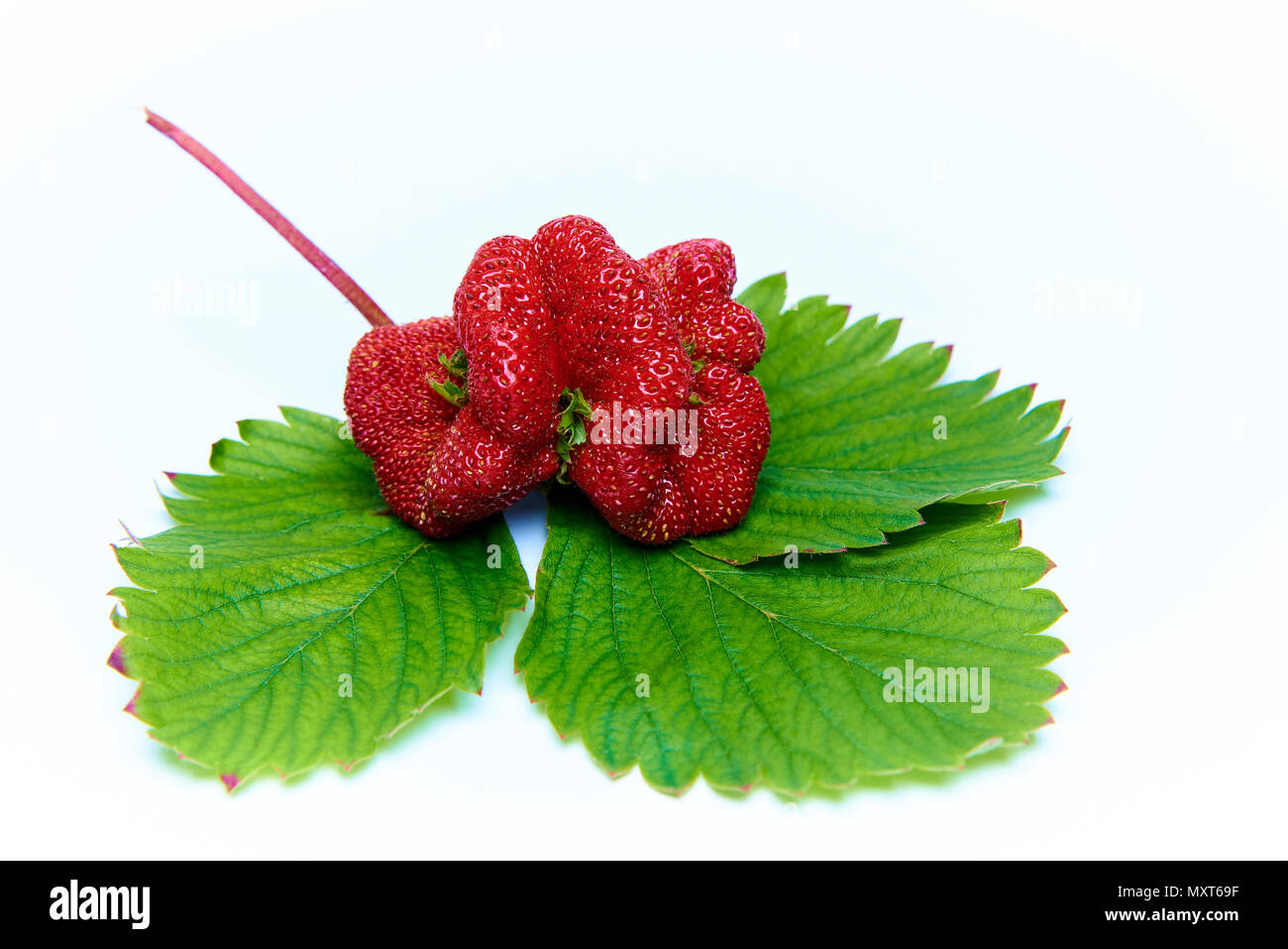 Ripe juicy strawberry of strange unusual shape with green leaves on a ...