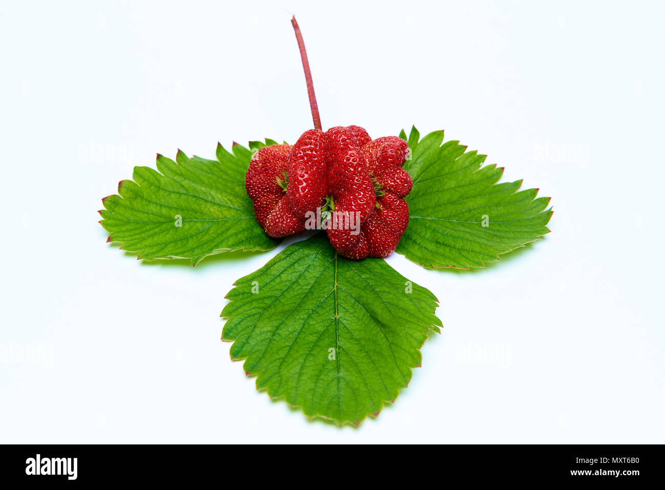 Ripe juicy strawberry of strange unusual shape with green leaves on a ...