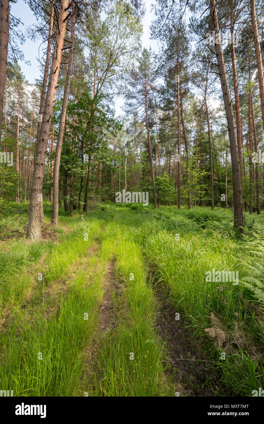 Old path in spring forest Stock Photo - Alamy