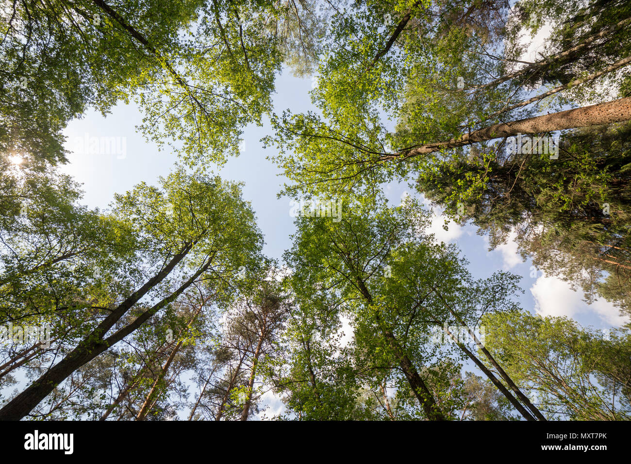Crowns of the trees in the spring forest Stock Photo - Alamy