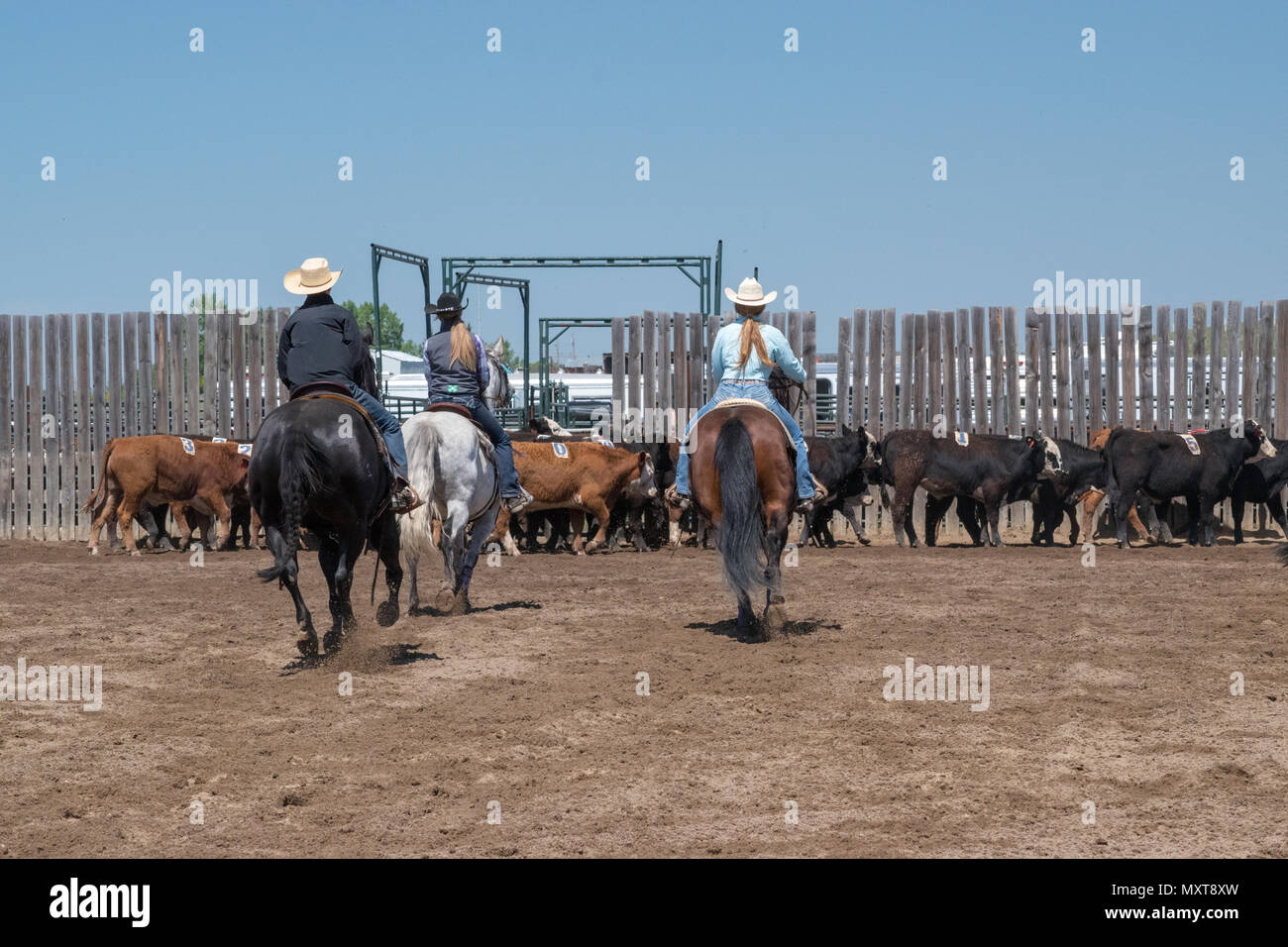 Youth team penning competition. Central Alberta Team Penning ...