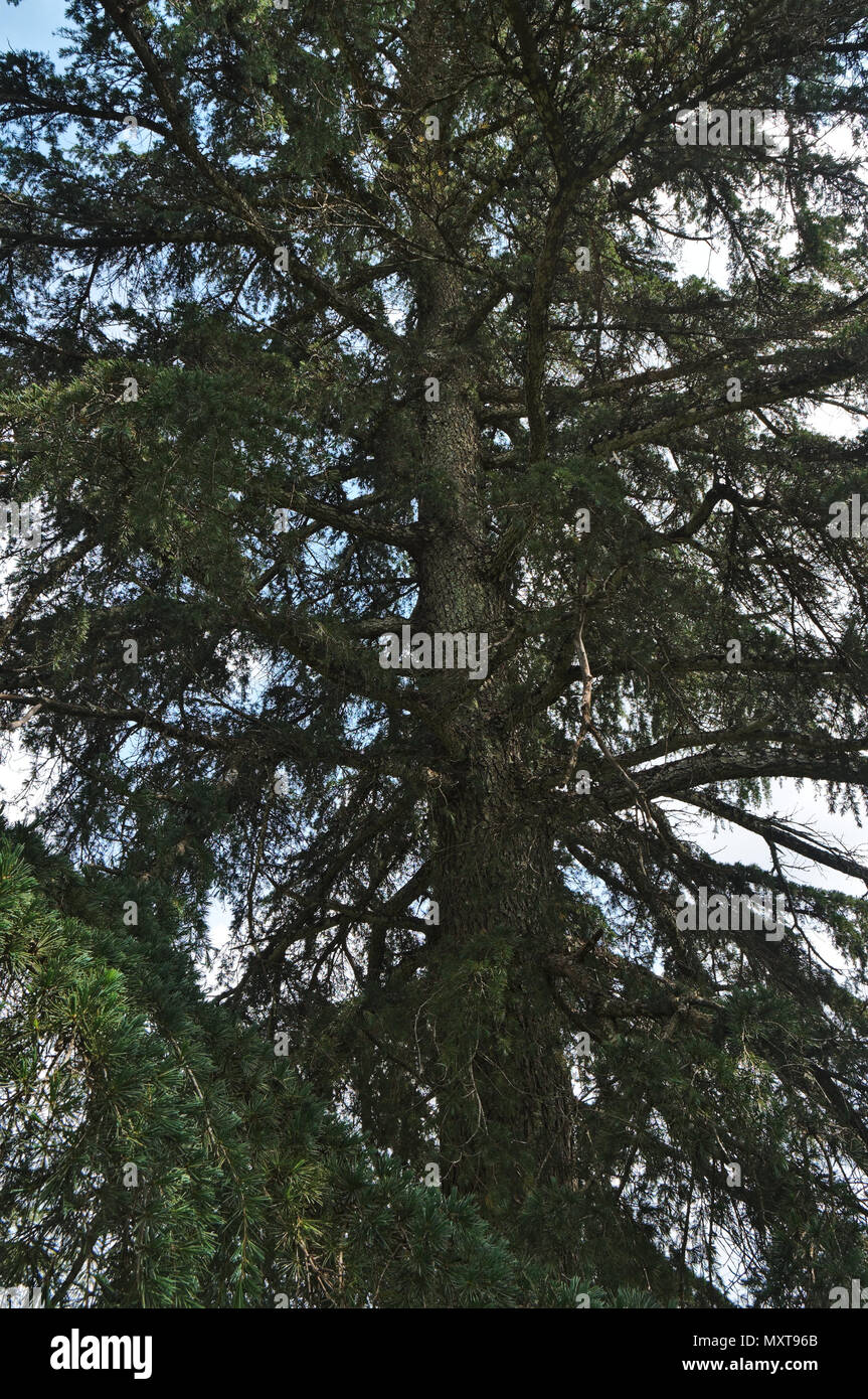 Pine tree background Stock Photo - Alamy