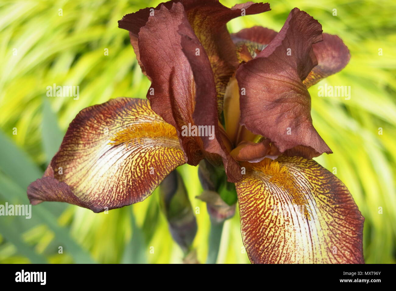 The stunning iris, Pride of Kent, with its coppery tones features in ...