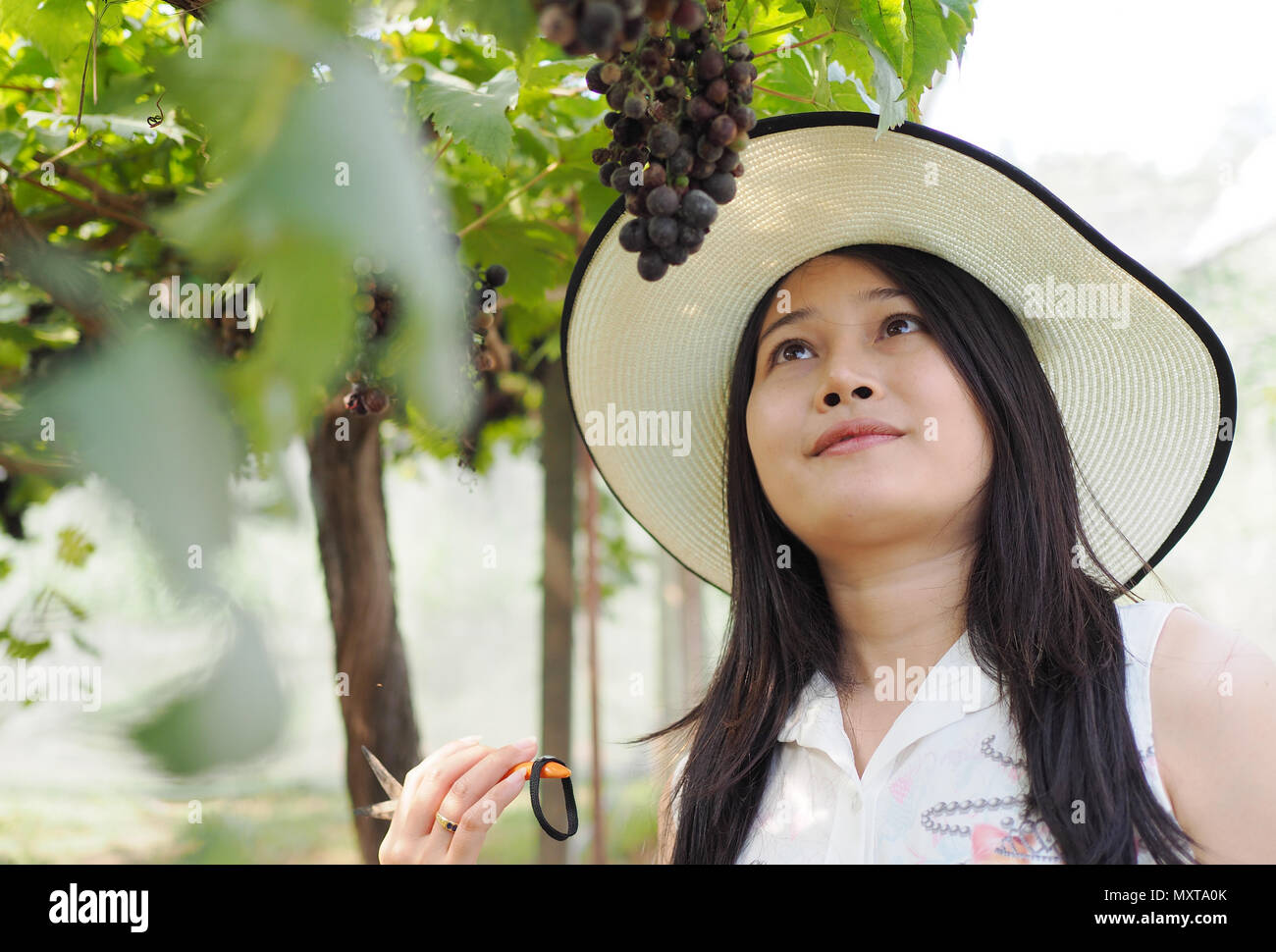 Skin harvesting hi-res stock photography and images - Alamy