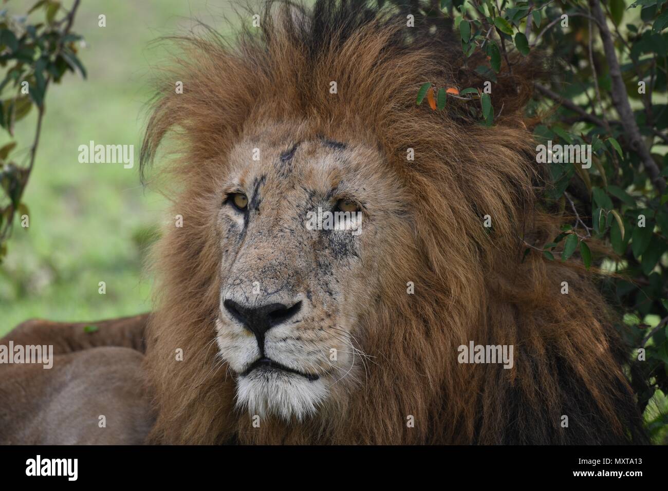 Old male Lion resting in the shade on the Massai Mara plains (Panthera ...