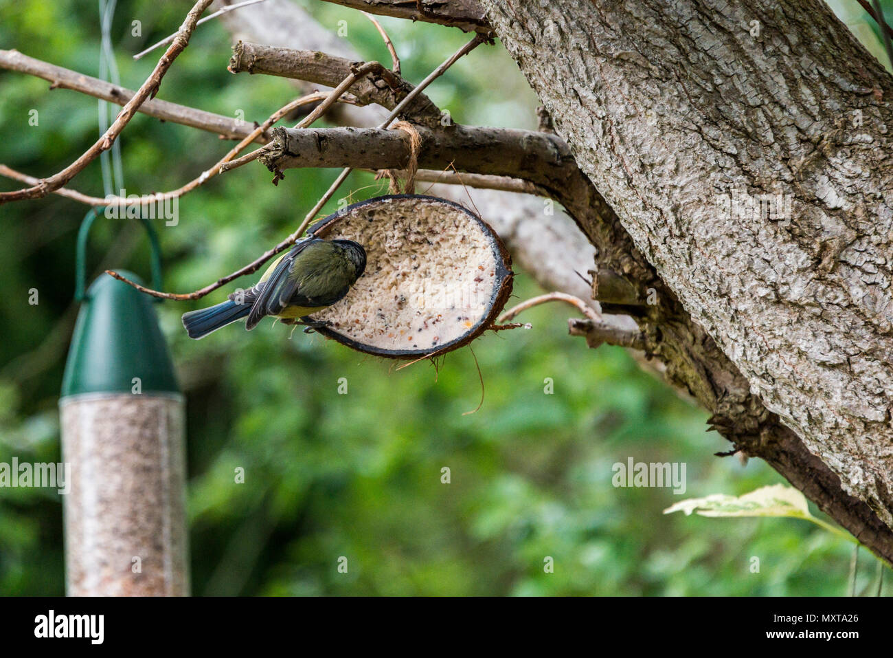 A blue tit (Cyanistes caeruleus) on a coconut bird feeder Stock Photo ...