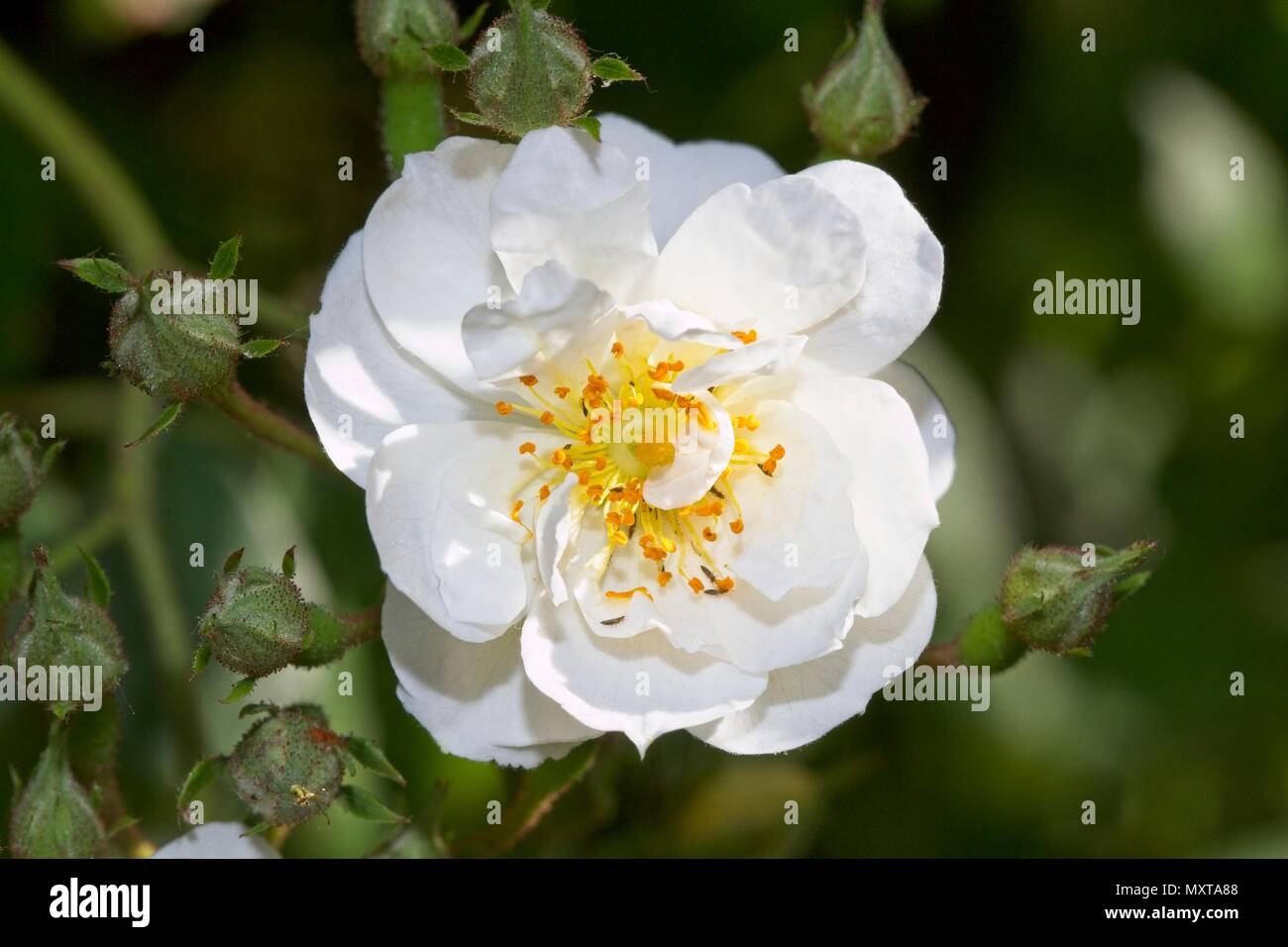Rose rambling rector hi-res stock photography and images - Alamy