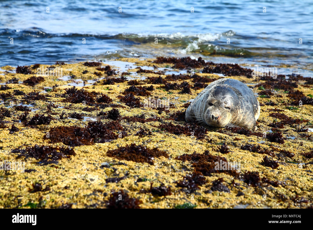 Coastline filey brigg hi-res stock photography and images - Alamy