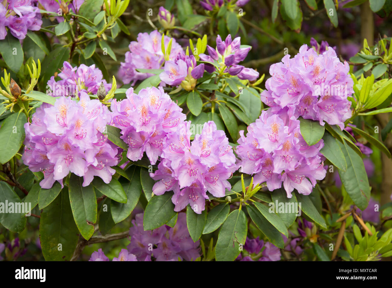 Composition of five pink rhododendron flower with buds and leaves Stock ...
