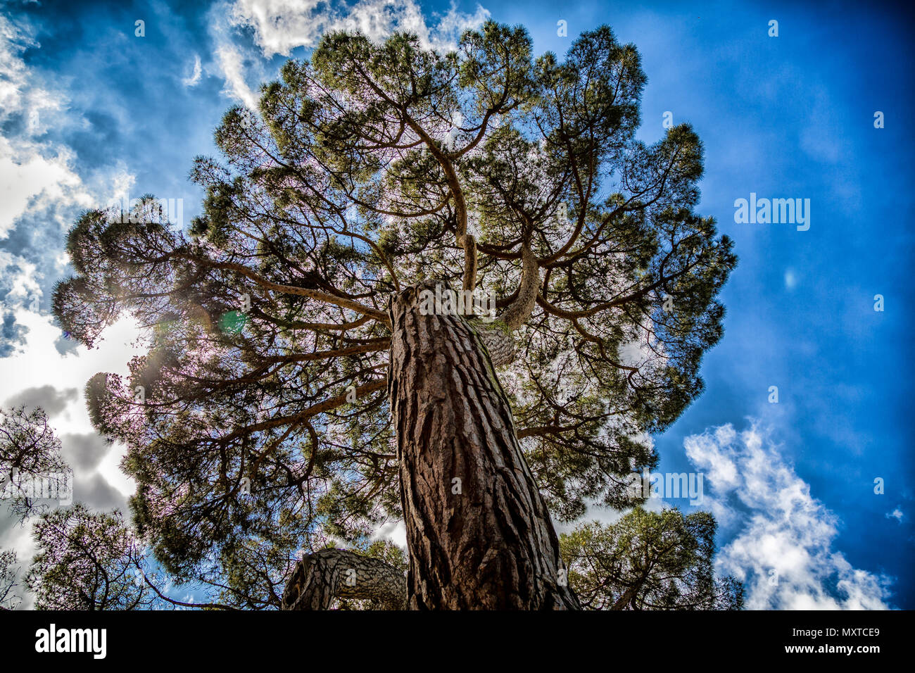 Sunlit tree canopy against blue sky Stock Photo - Alamy