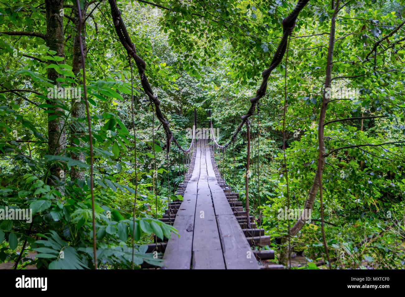 Hanging bridge over the river in Mtirala national park, Georgia Stock ...