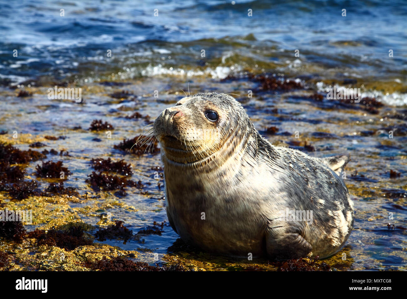Close up of a grey seal,Halichoerus Grypus resting on filey brigg north ...