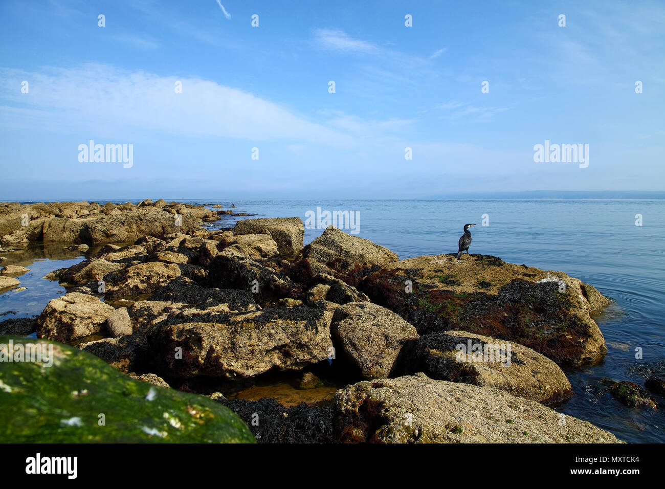 Cormorant perched on the rocks of filey brigg north yorkshire UK Stock ...