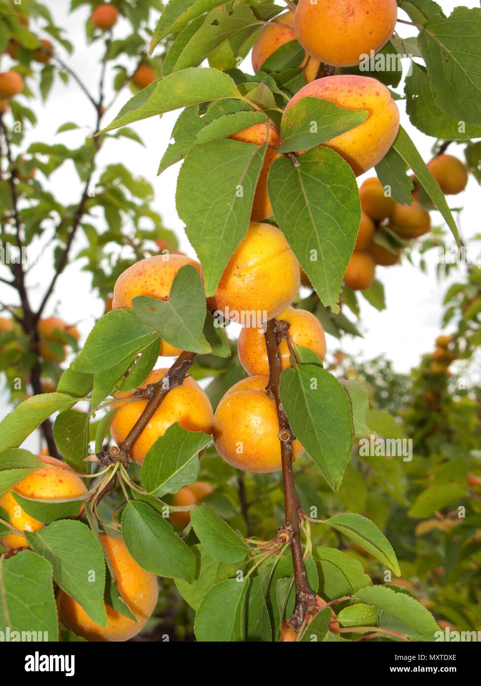 Apricot tree prunus armeniaca fruits hi-res stock photography and ...