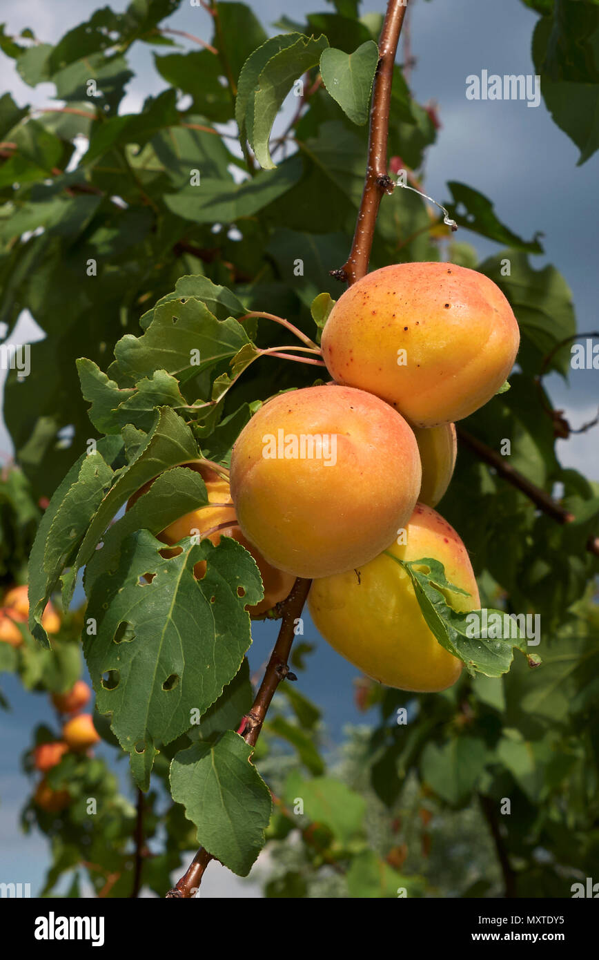 Armenian fruits hi-res stock photography and images - Alamy