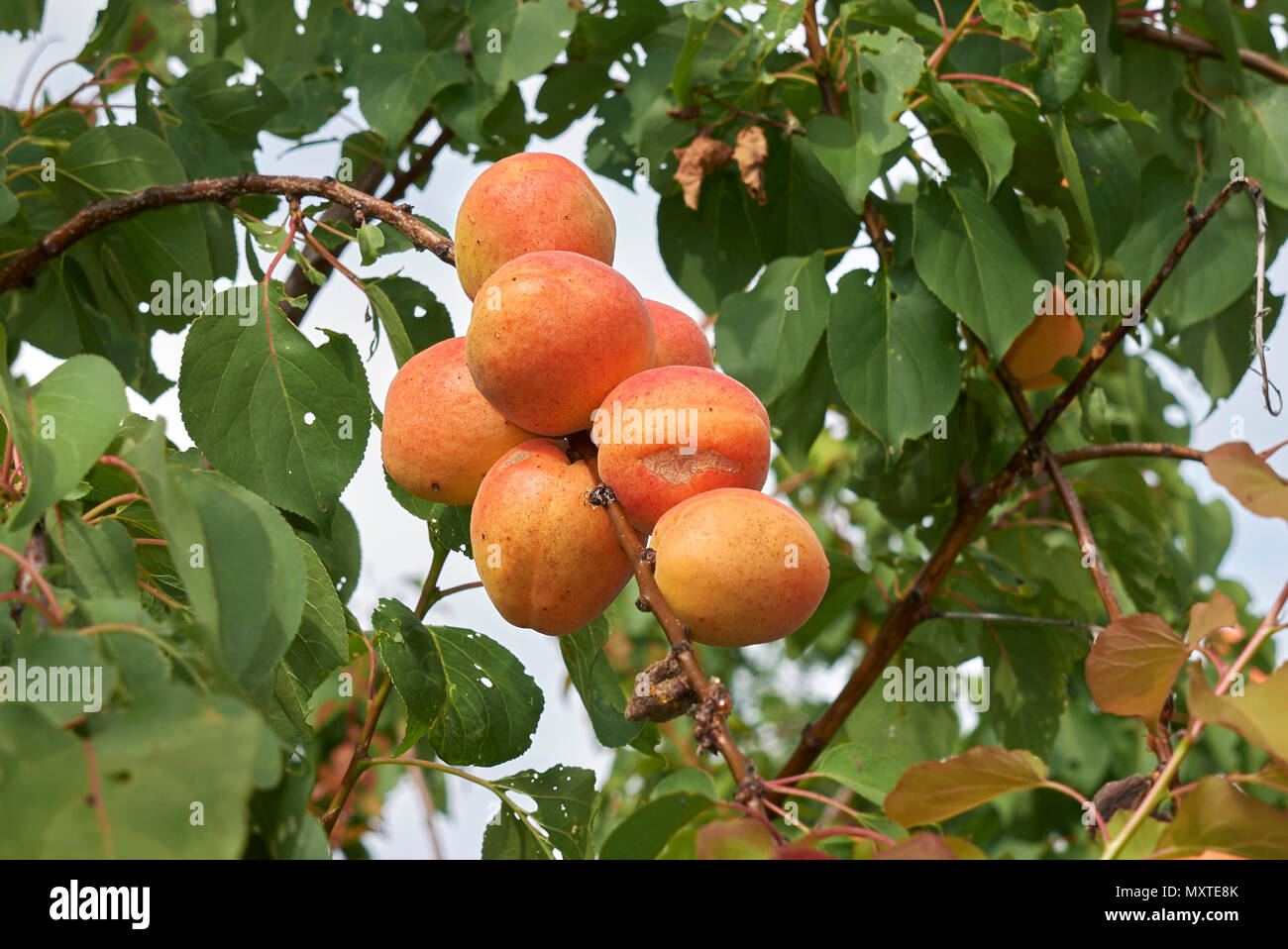 Apricot tree prunus armeniaca fruits hi-res stock photography and ...