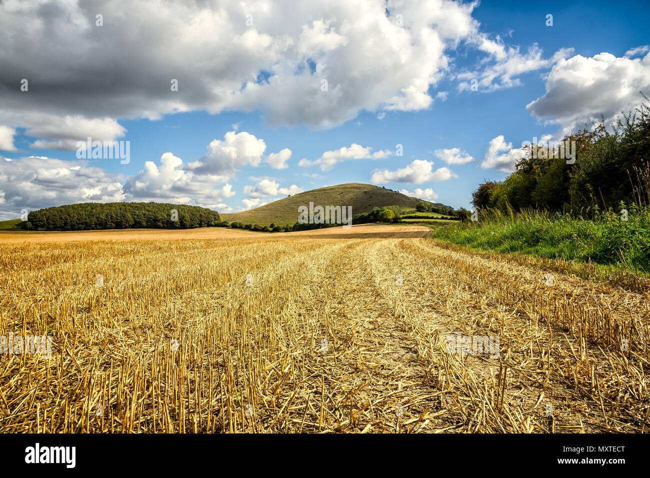 Tranquil English rolling landscape with hill and corn field Stock Photo ...