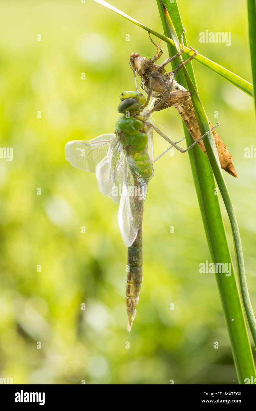 metamorphosis of Emperor dragonfly, Anax imperator, breaking out of ...