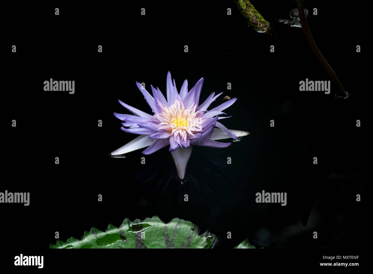 Foxfire hi-res stock photography and images - Alamy