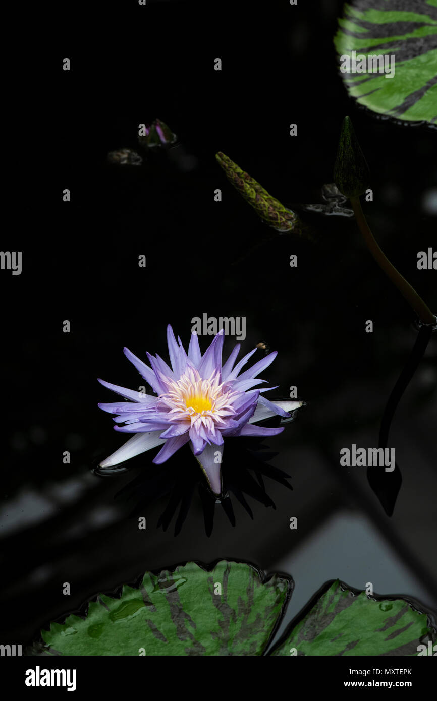 Foxfire High Resolution Stock Photography and Images - Alamy