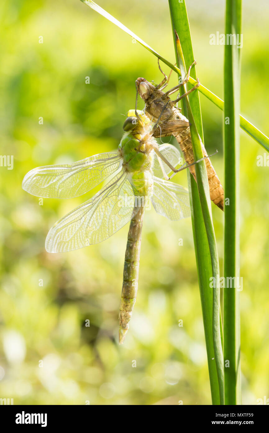 metamorphosis of Emperor dragonfly, Anax imperator, breaking out of ...