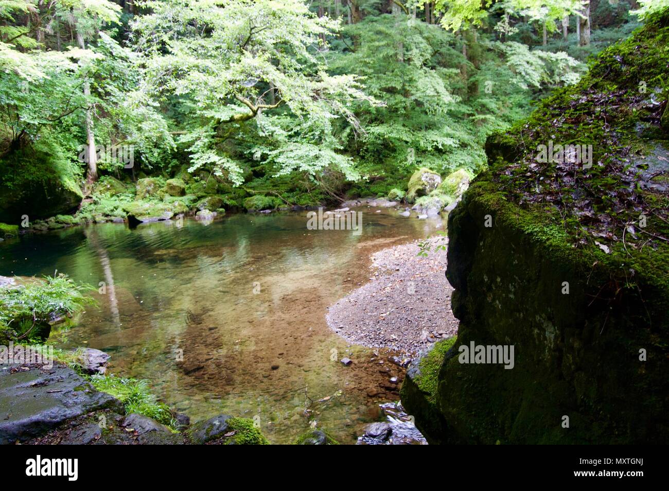 Akame 48 Waterfalls: Mysterious scenery with giant trees & huge moss ...