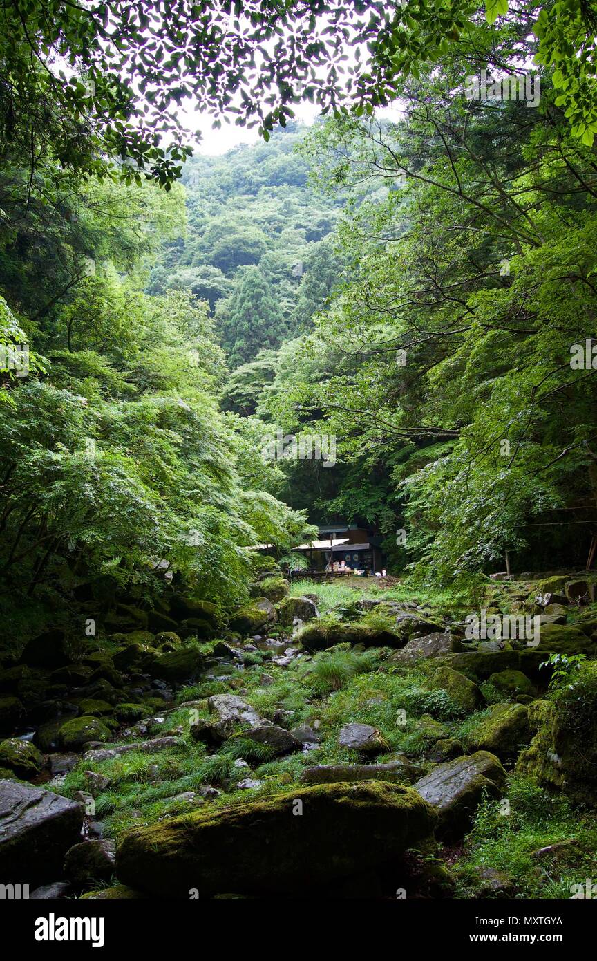 Akame 48 Waterfalls: Mysterious scenery with giant trees & huge moss ...