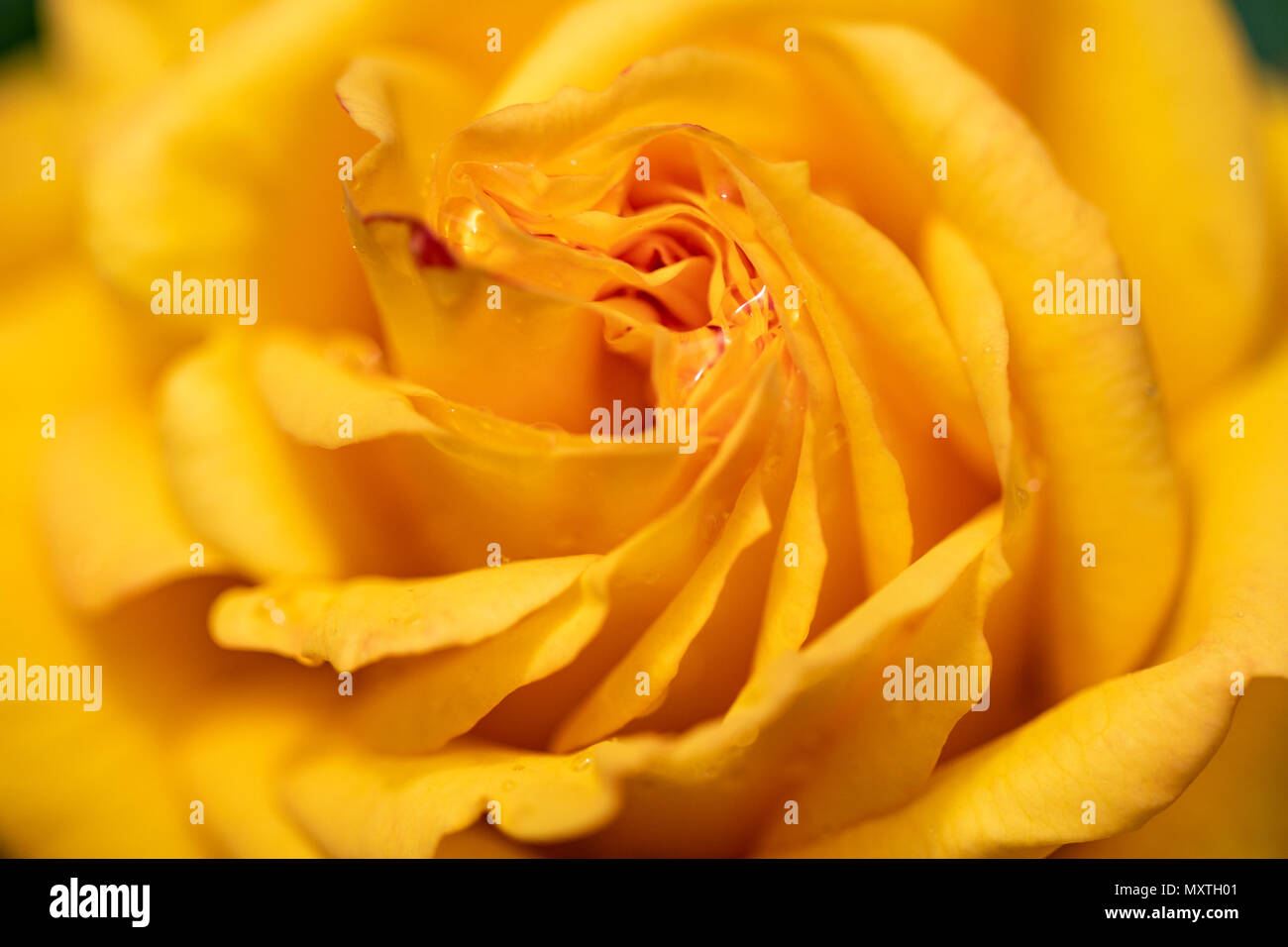 Close-up of yellow rose (rosa) in flower showing petal detail Stock ...