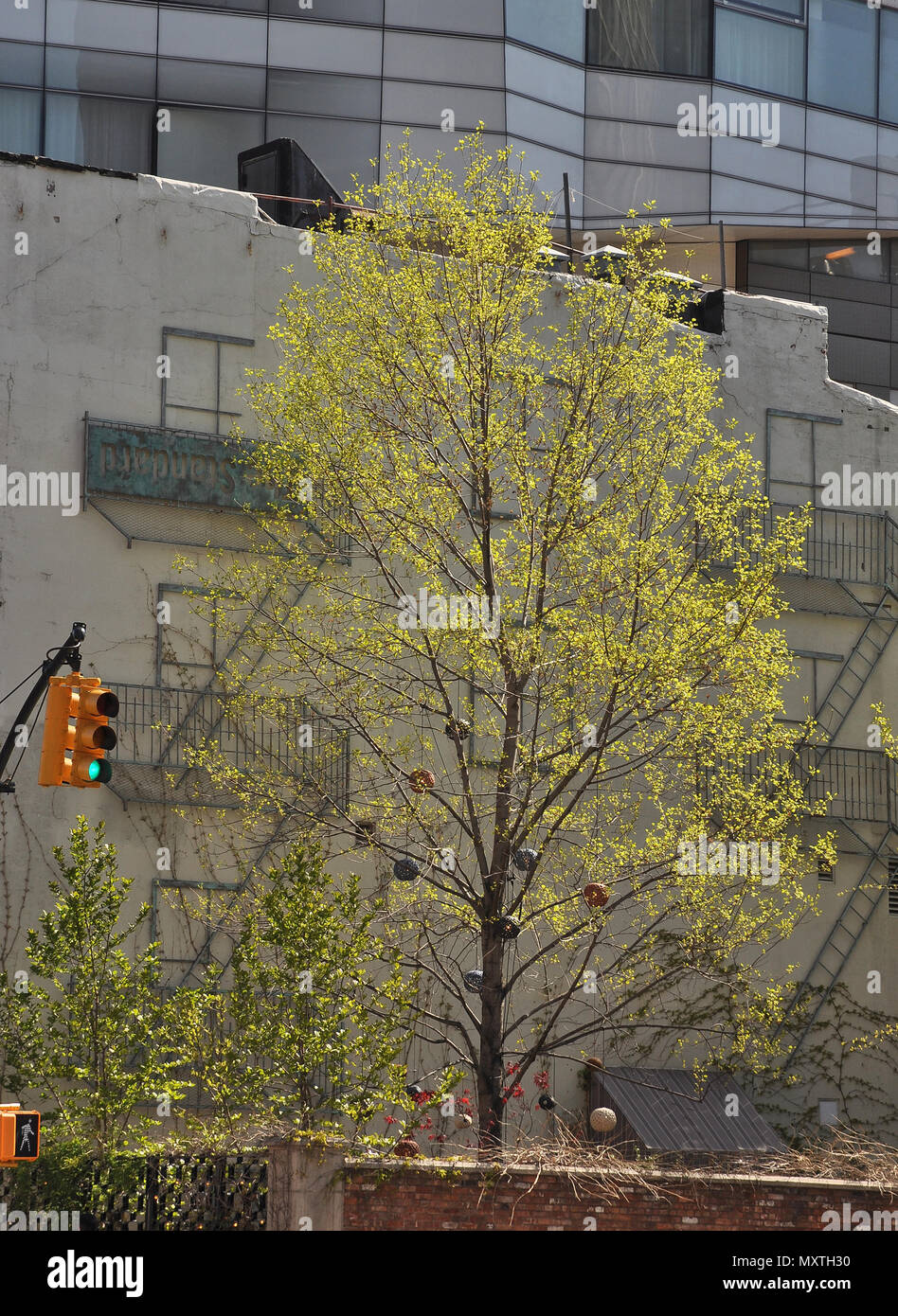 Tree in the city Stock Photo - Alamy