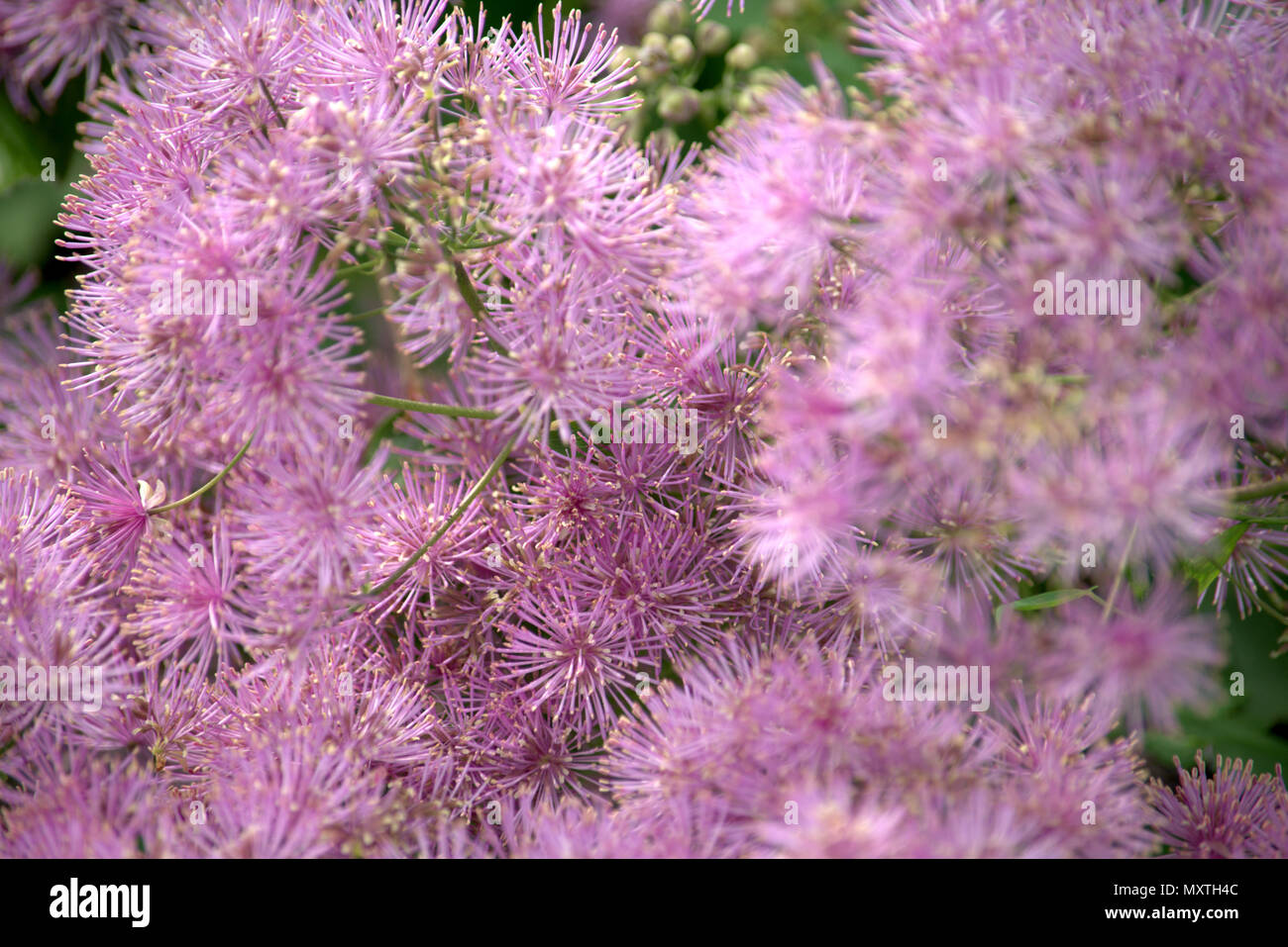 Wispy Flowers High Resolution Stock Photography and Images - Alamy