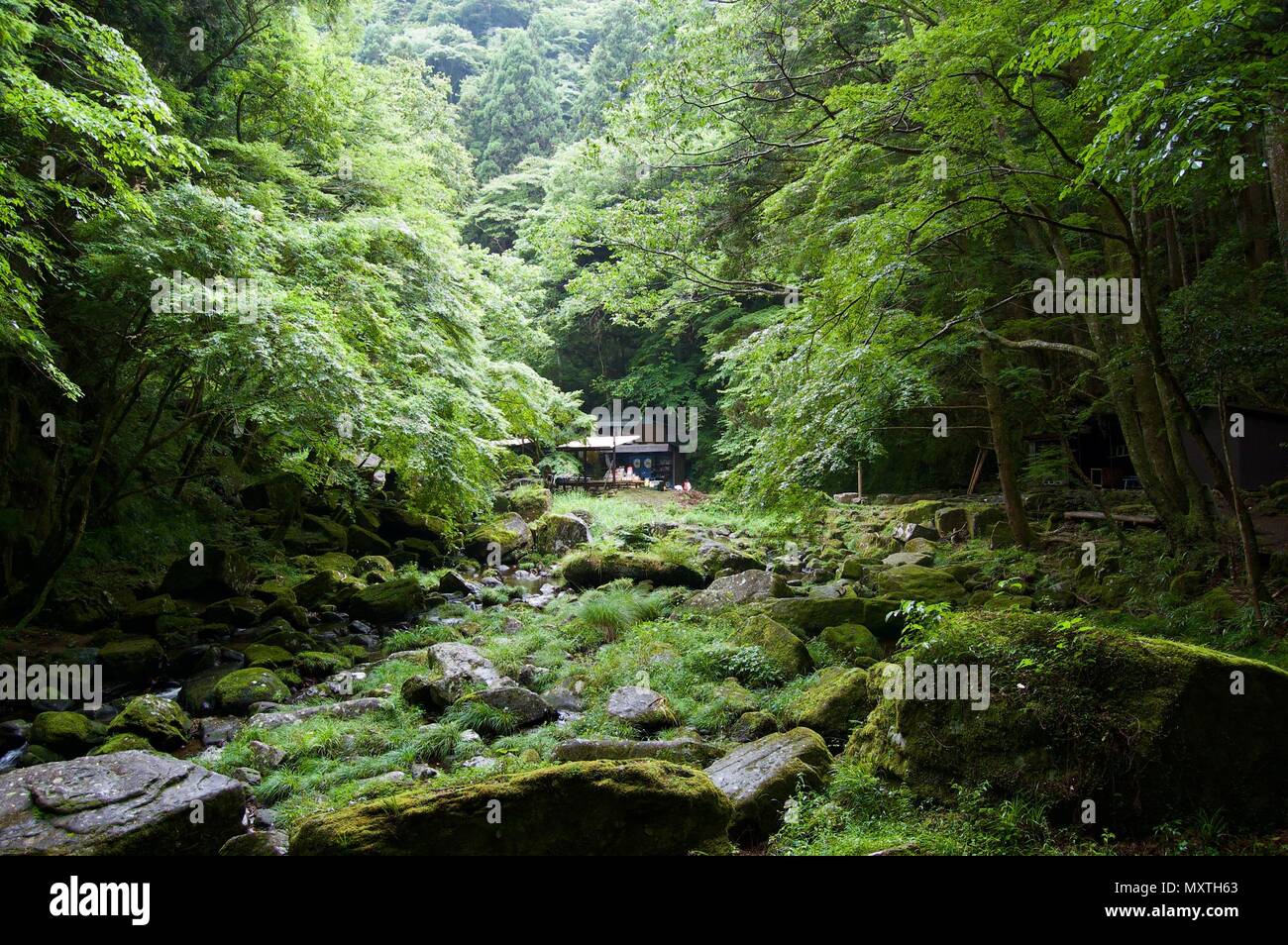 Akame 48 Waterfalls: Mystic scenery with giant trees & huge moss ...