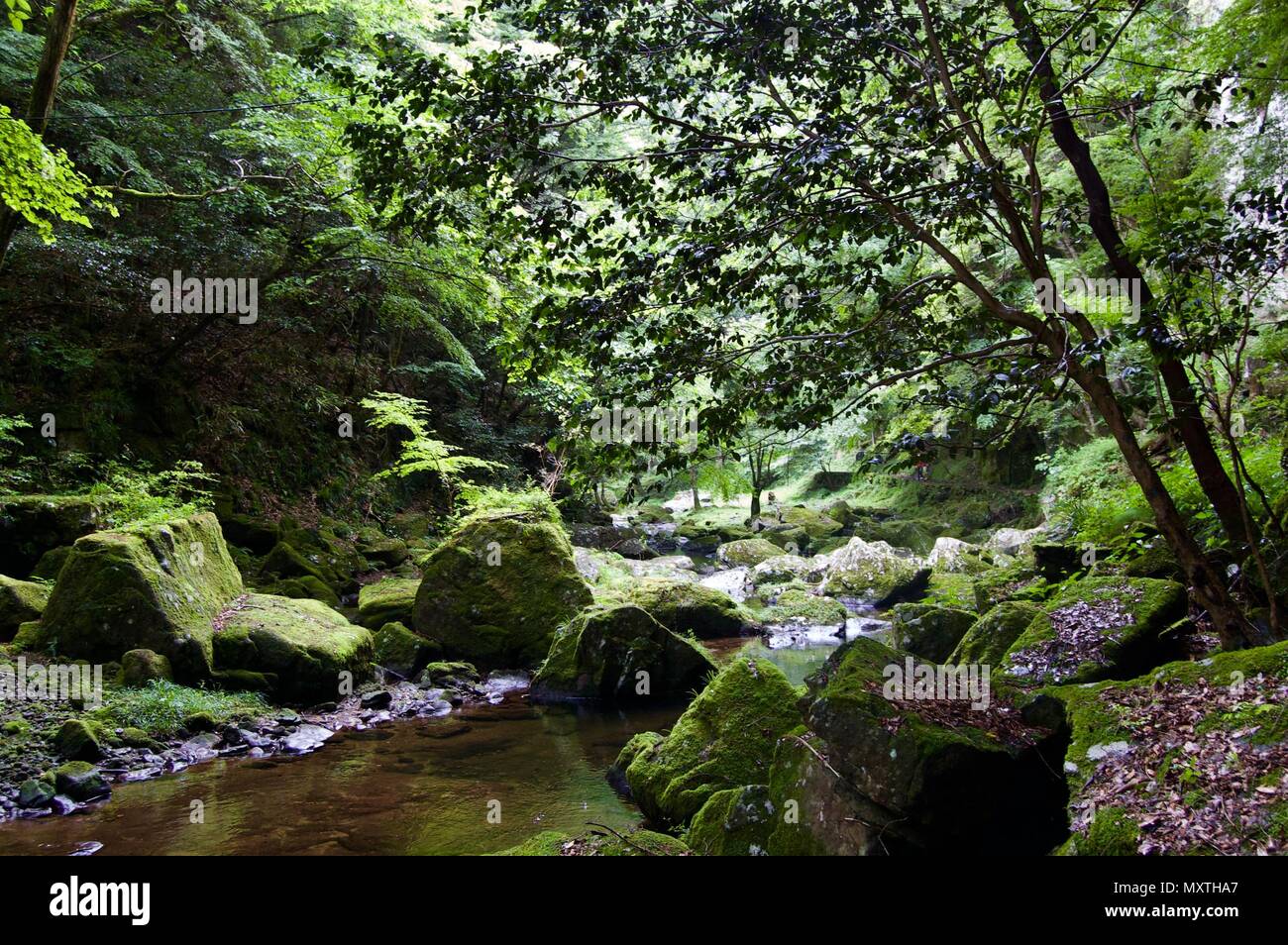 Akame 48 Waterfalls: Mysterious scenery with giant trees & huge moss ...