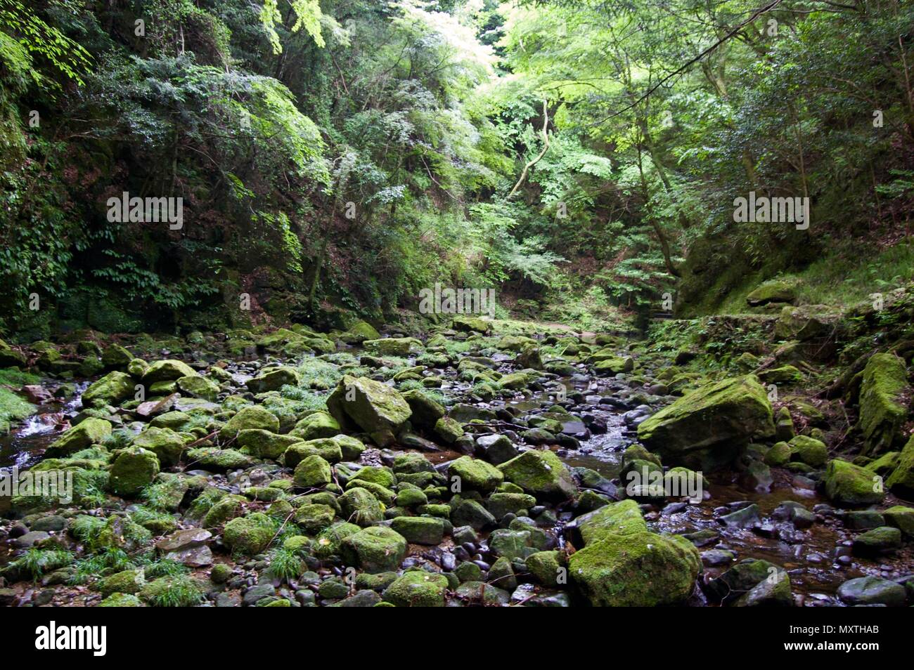 Akame 48 Waterfalls: Mysterious scenery with giant trees & huge moss ...