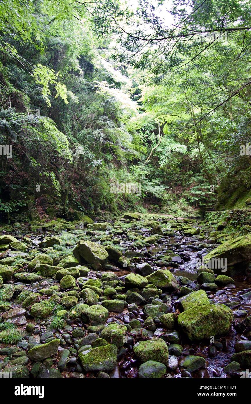 Akame 48 Waterfalls: Mysterious scenery with giant trees & huge moss ...