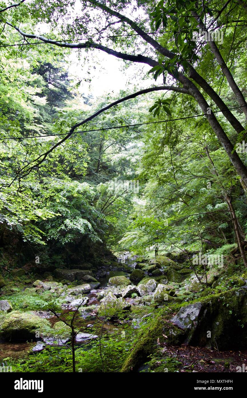 Akame 48 Waterfalls: Mysterious scenery with giant trees & huge moss ...