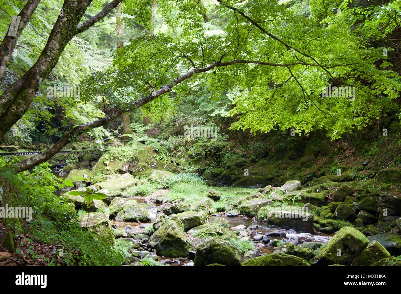 Akame 48 Waterfalls: Mysterious scenery with giant trees & huge moss ...