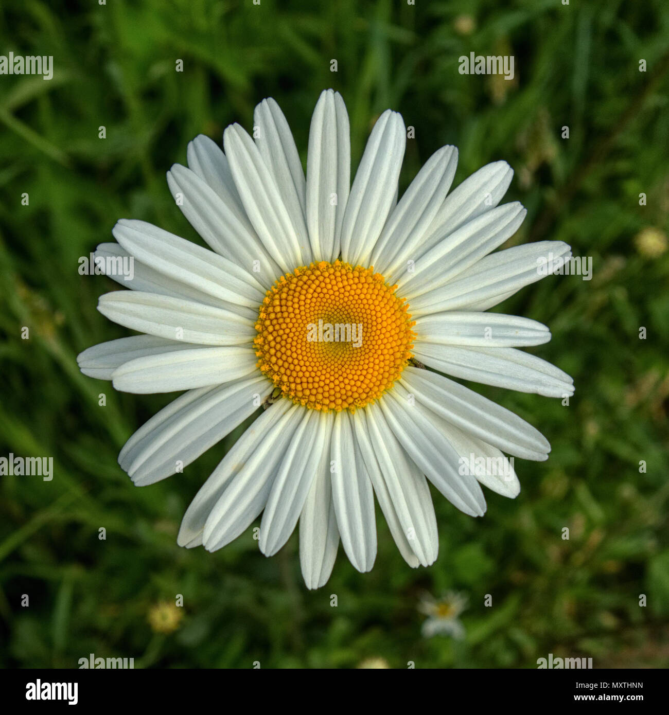 Fibonacci flower hi-res stock photography and images - Alamy