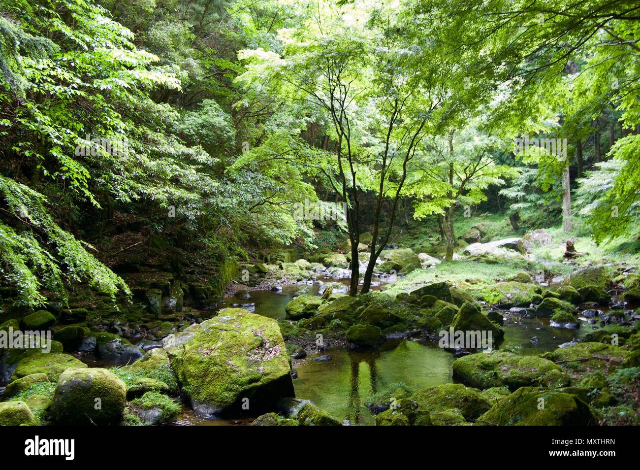 Akame 48 Waterfalls: Mysterious scenery with giant trees & huge moss ...