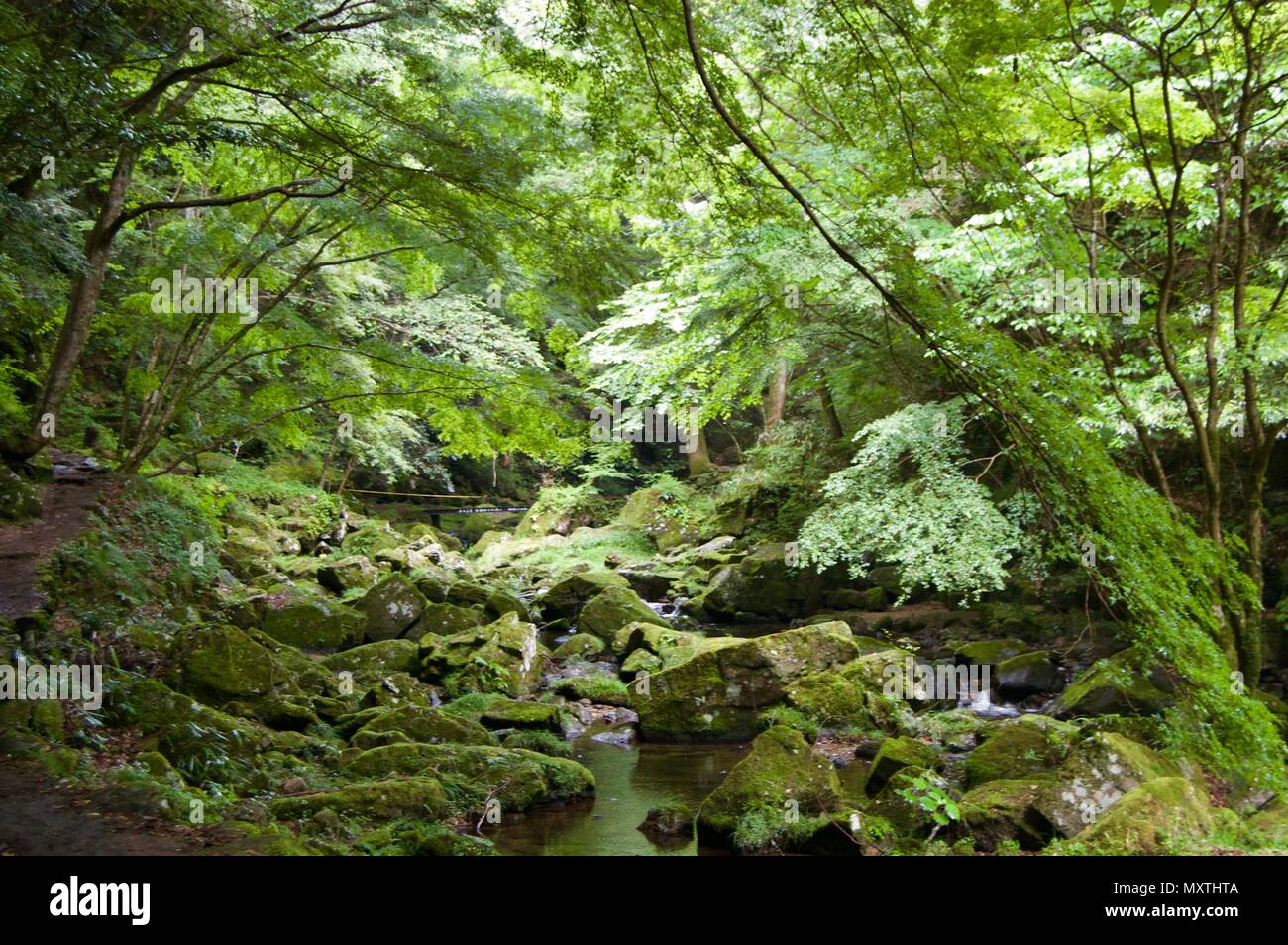 Akame 48 Waterfalls: Mysterious scenery with giant trees & huge moss ...