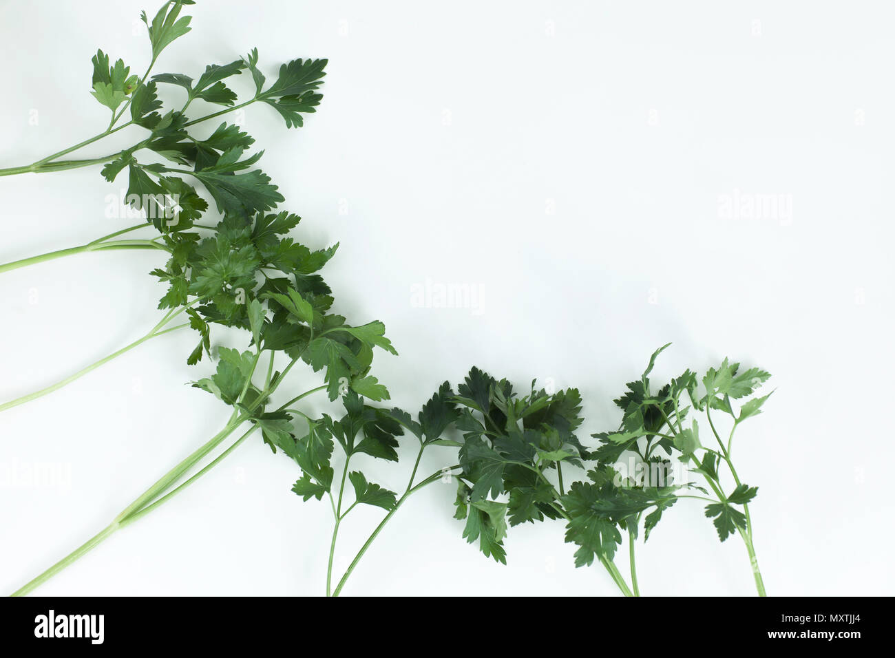 frame of sprigs of parsley. isolated on white Stock Photo - Alamy