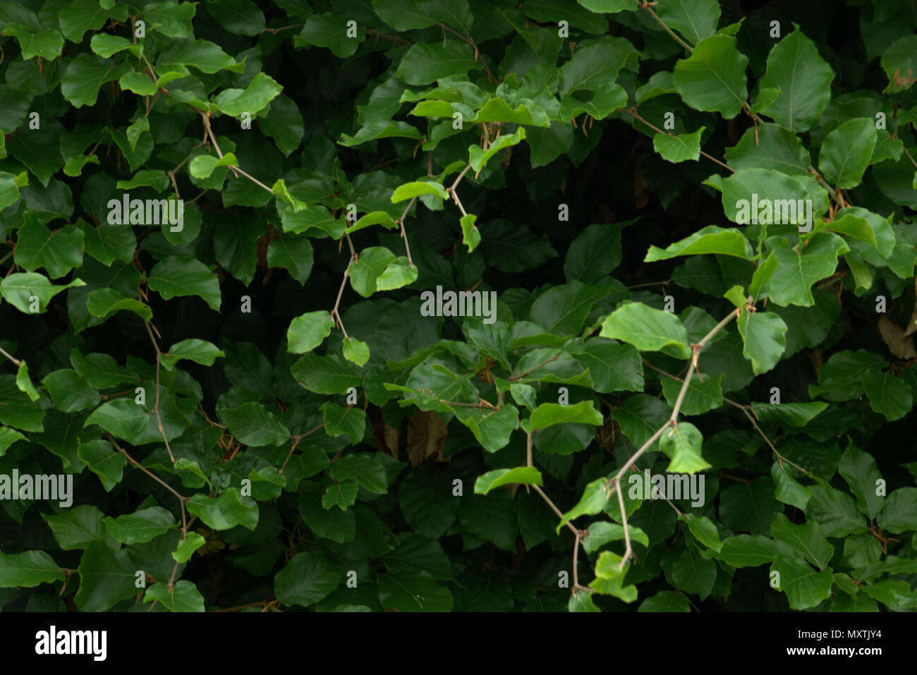 Beech hedge, natural background image Stock Photo - Alamy