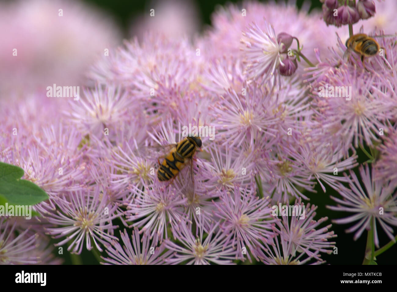 Insect pollinating a flower Stock Photo - Alamy