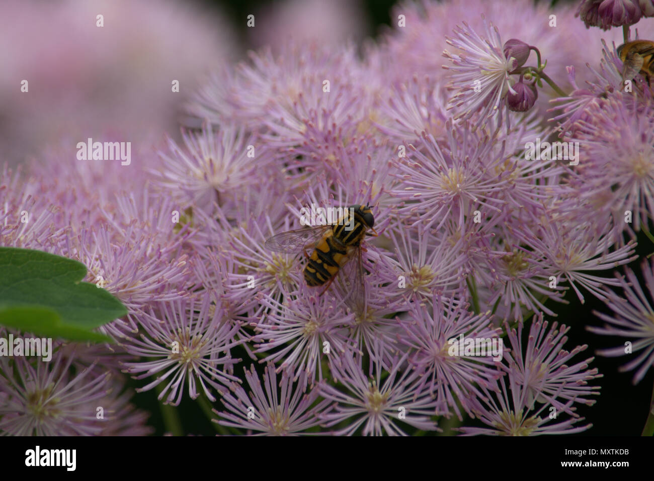 Insect pollinating a flower Stock Photo - Alamy