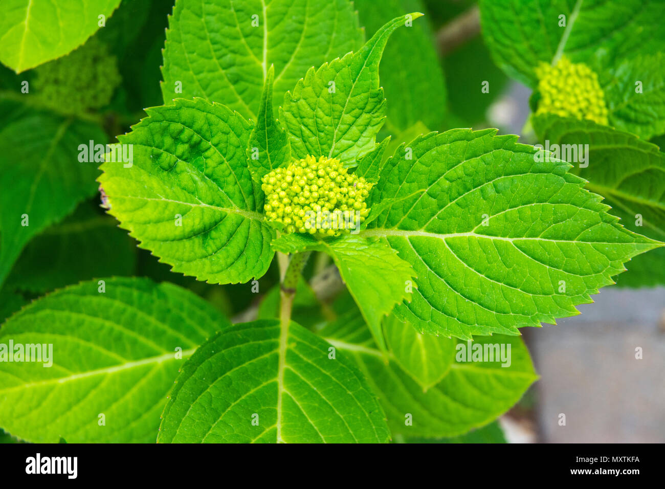 Vegetation of flowers budding in the summertime Stock Photo - Alamy