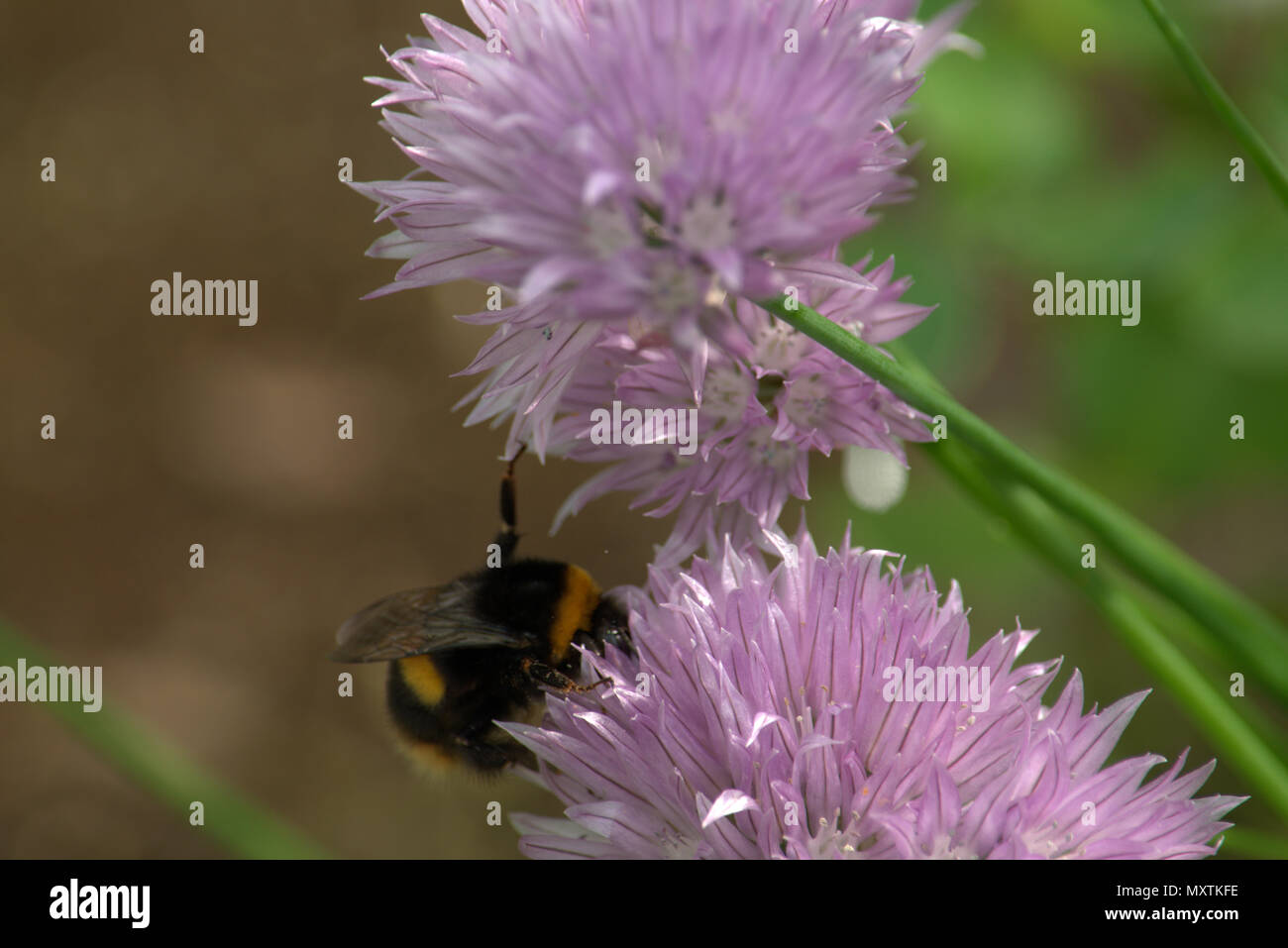 Insect pollinating a flower Stock Photo - Alamy