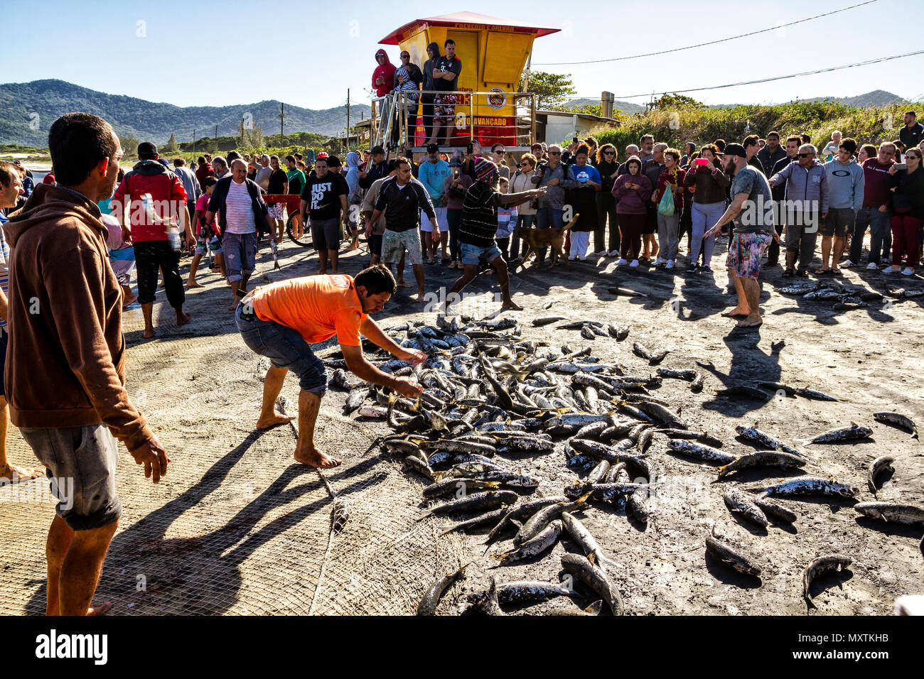 Fishermen standing on the beach with grey mullet fishes on the ground ...