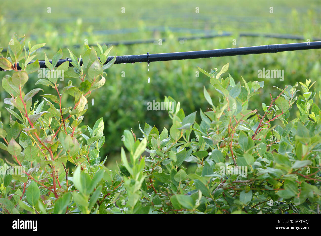 Drip Irrigation System, Blueberry Plants Water saving drip irrigation ...