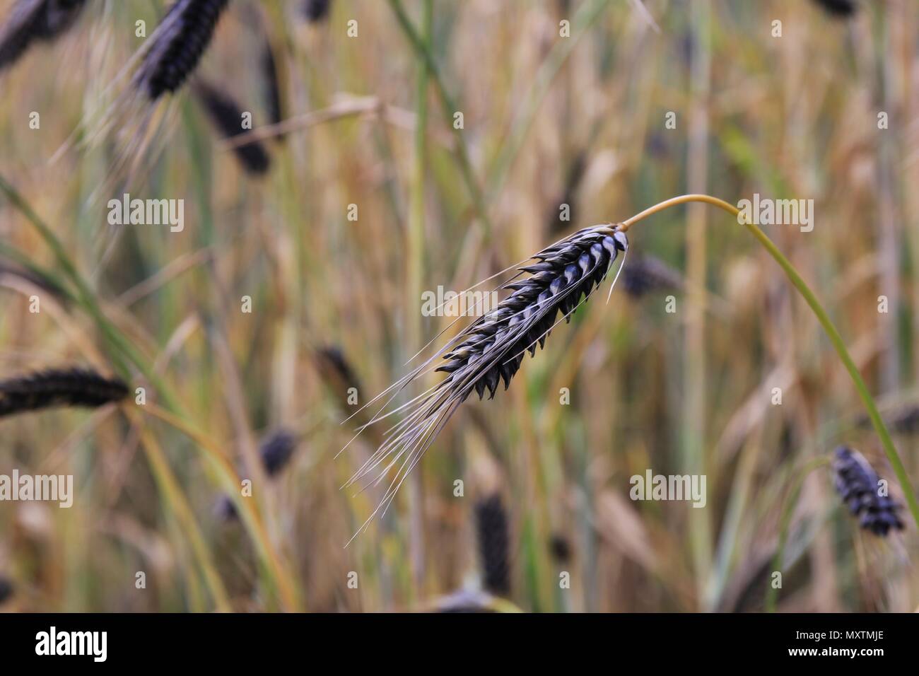 Emmer wheat hi-res stock photography and images - Alamy